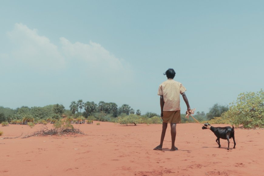 Review: Pechi (2024) - North East Film Journal